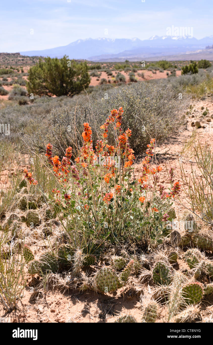 Small-leaved globe mallow (Sphaeralcea parvifolia), Arches National ...