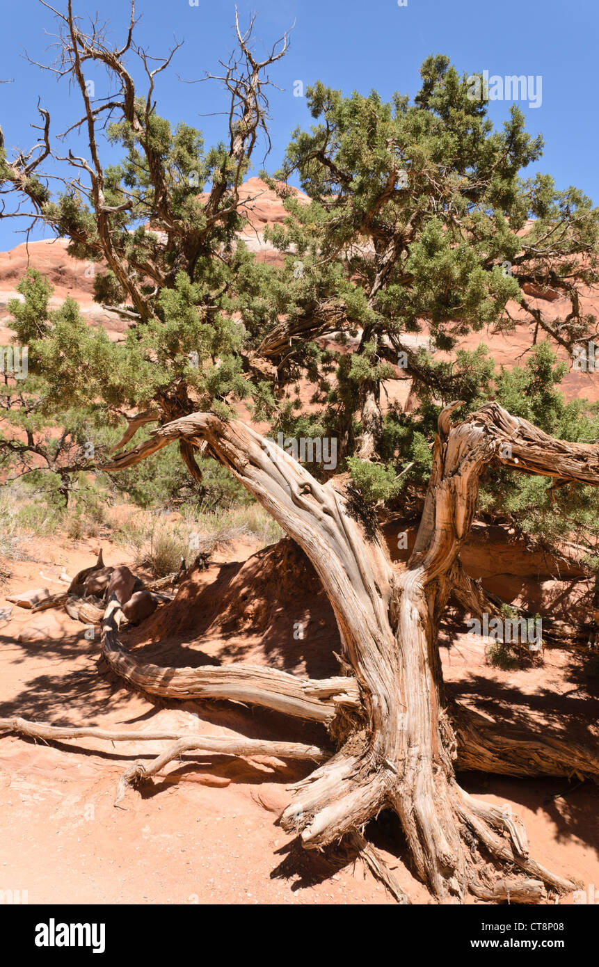 Utah juniper (Juniperus osteosperma), Arches National Park, Utah, USA ...