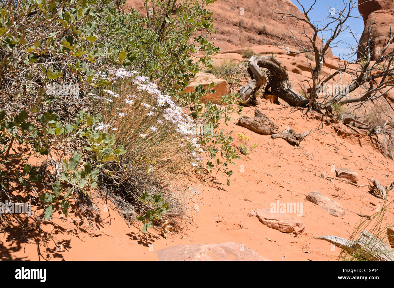 Utah fleabane hi-res stock photography and images - Alamy