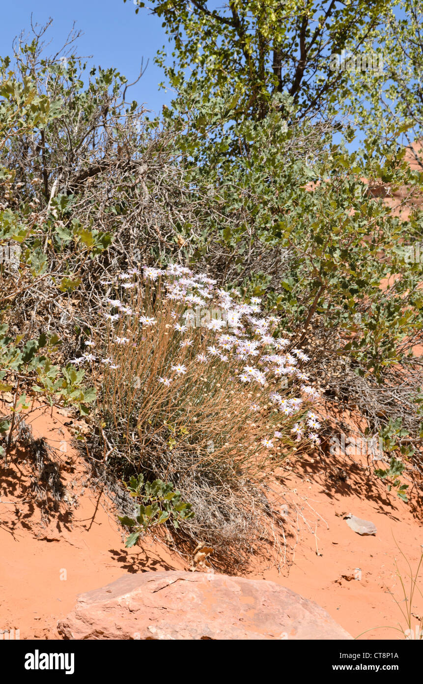 Utah fleabane (Erigeron utahensis Stock Photo - Alamy