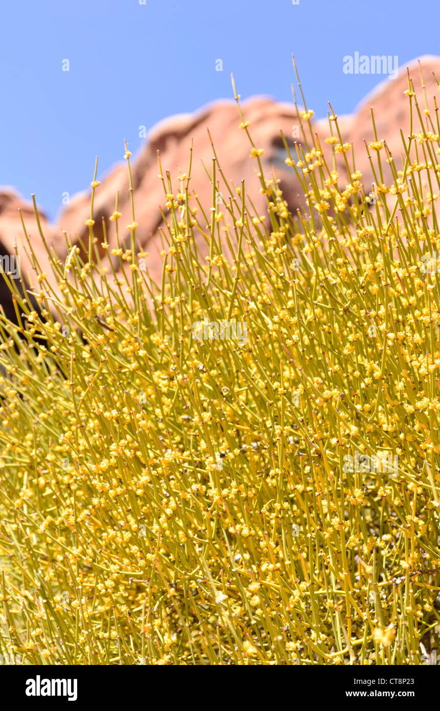 Mormon tea (Ephedra viridis Stock Photo - Alamy