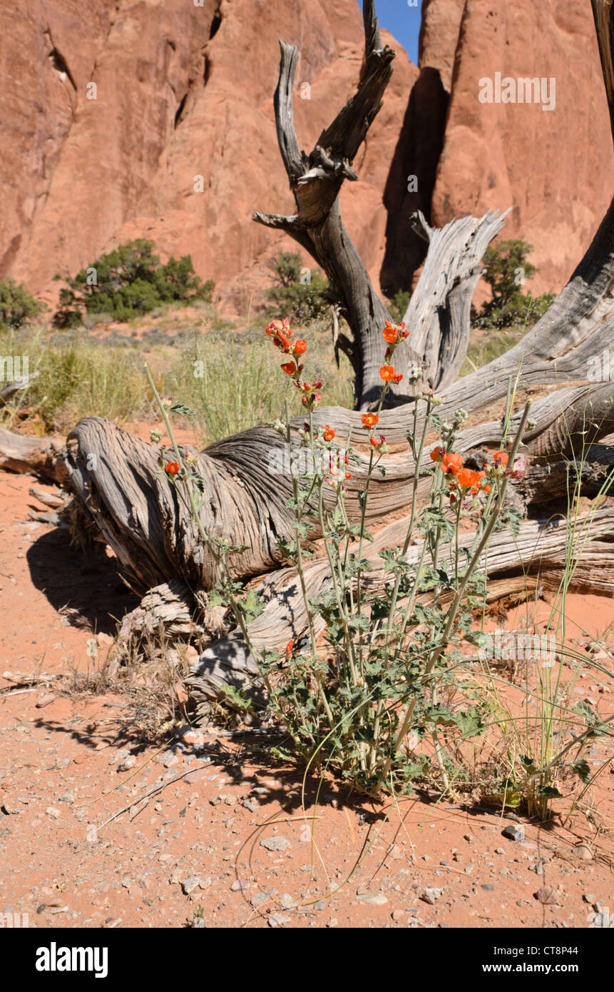 Parvifolia hi-res stock photography and images - Alamy