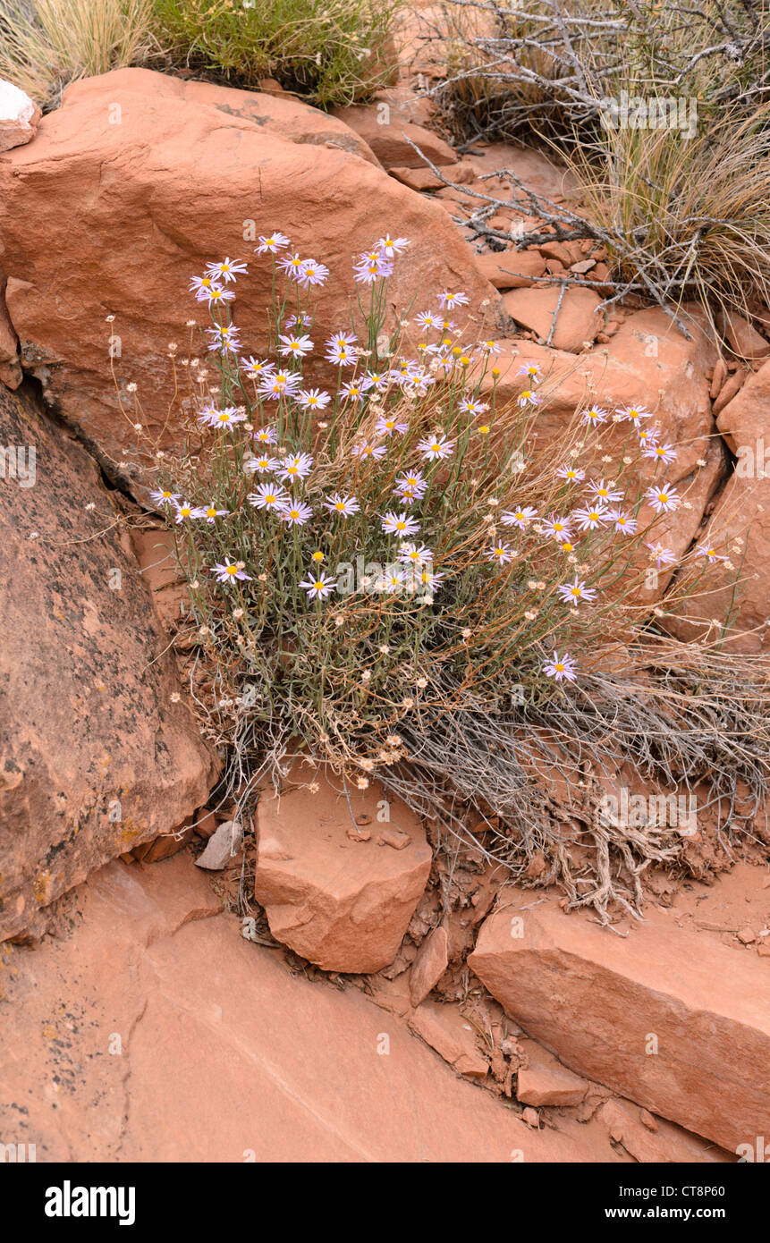 Utah fleabane (Erigeron utahensis Stock Photo - Alamy