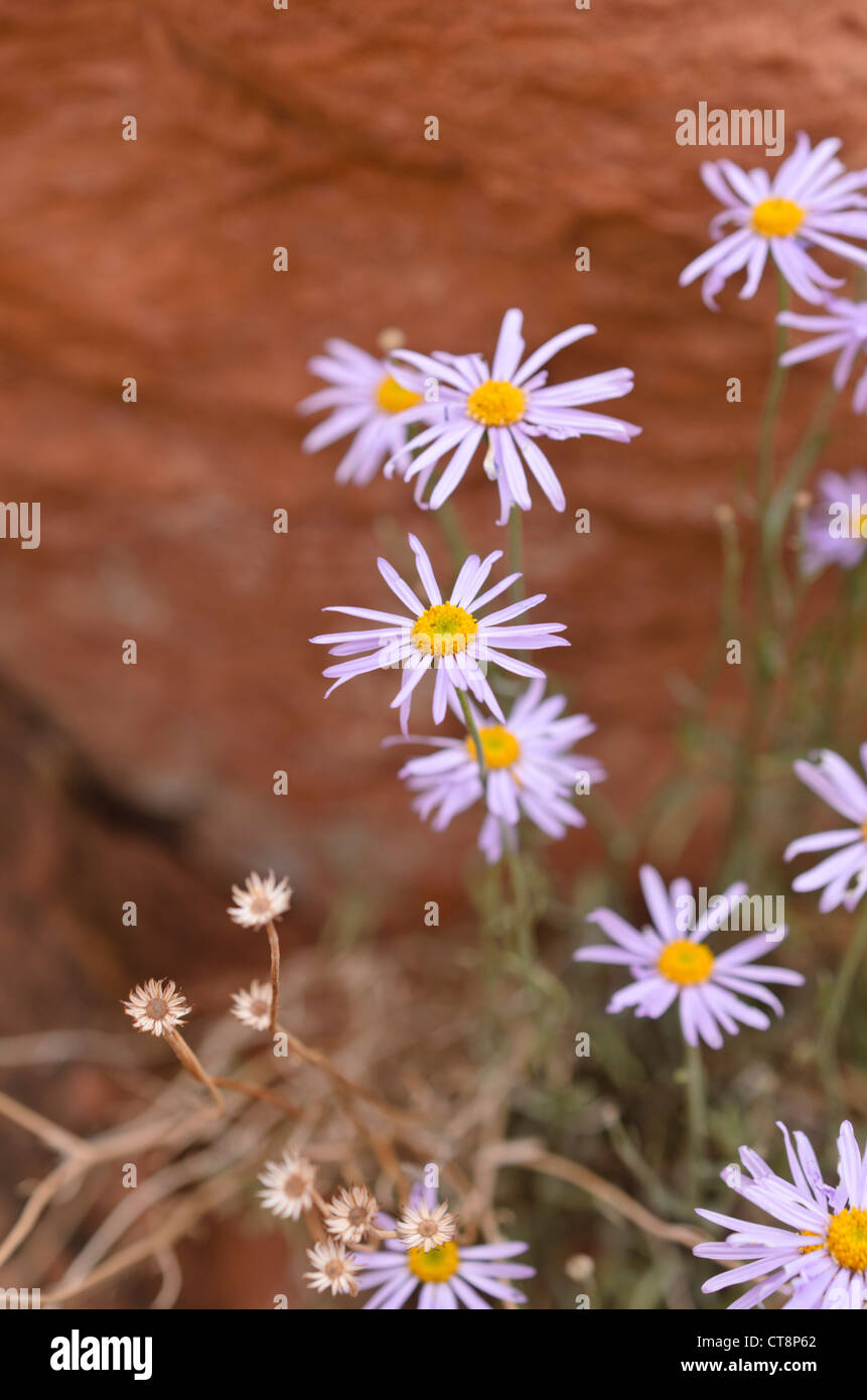 Utah fleabane hi-res stock photography and images - Alamy
