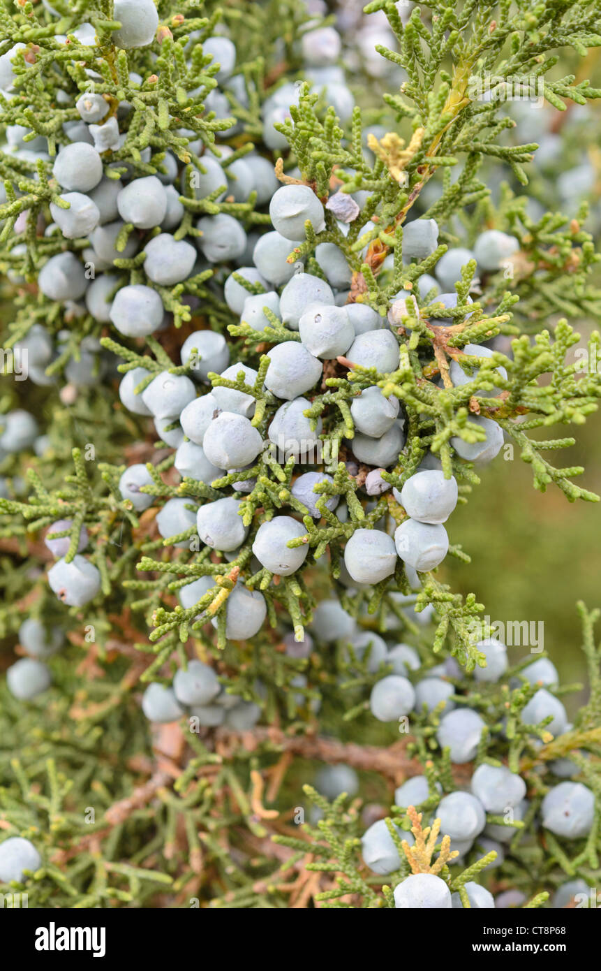 Utah juniper (Juniperus osteosperma Stock Photo - Alamy