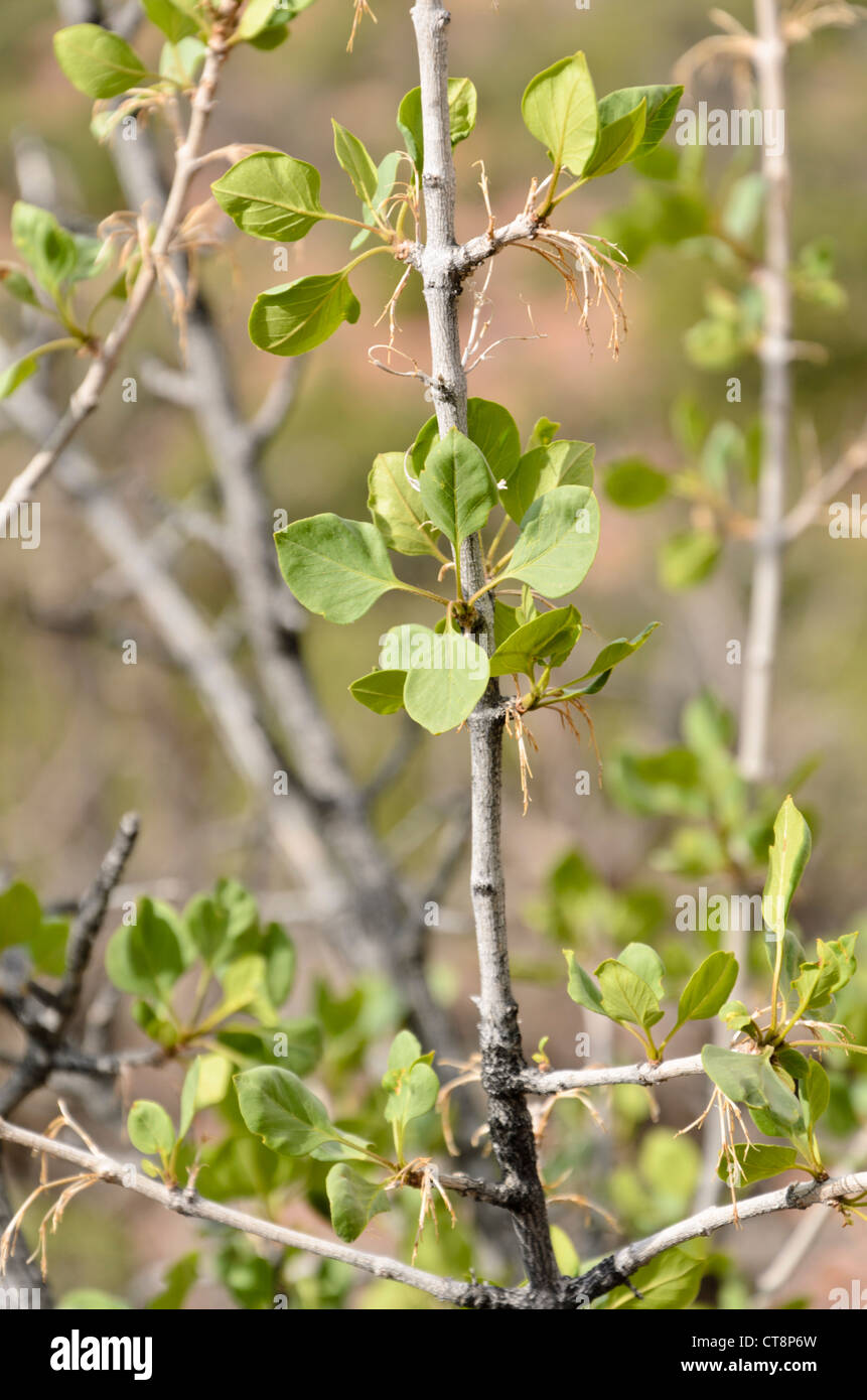 Singleleaf ash (Fraxinus anomala Stock Photo - Alamy
