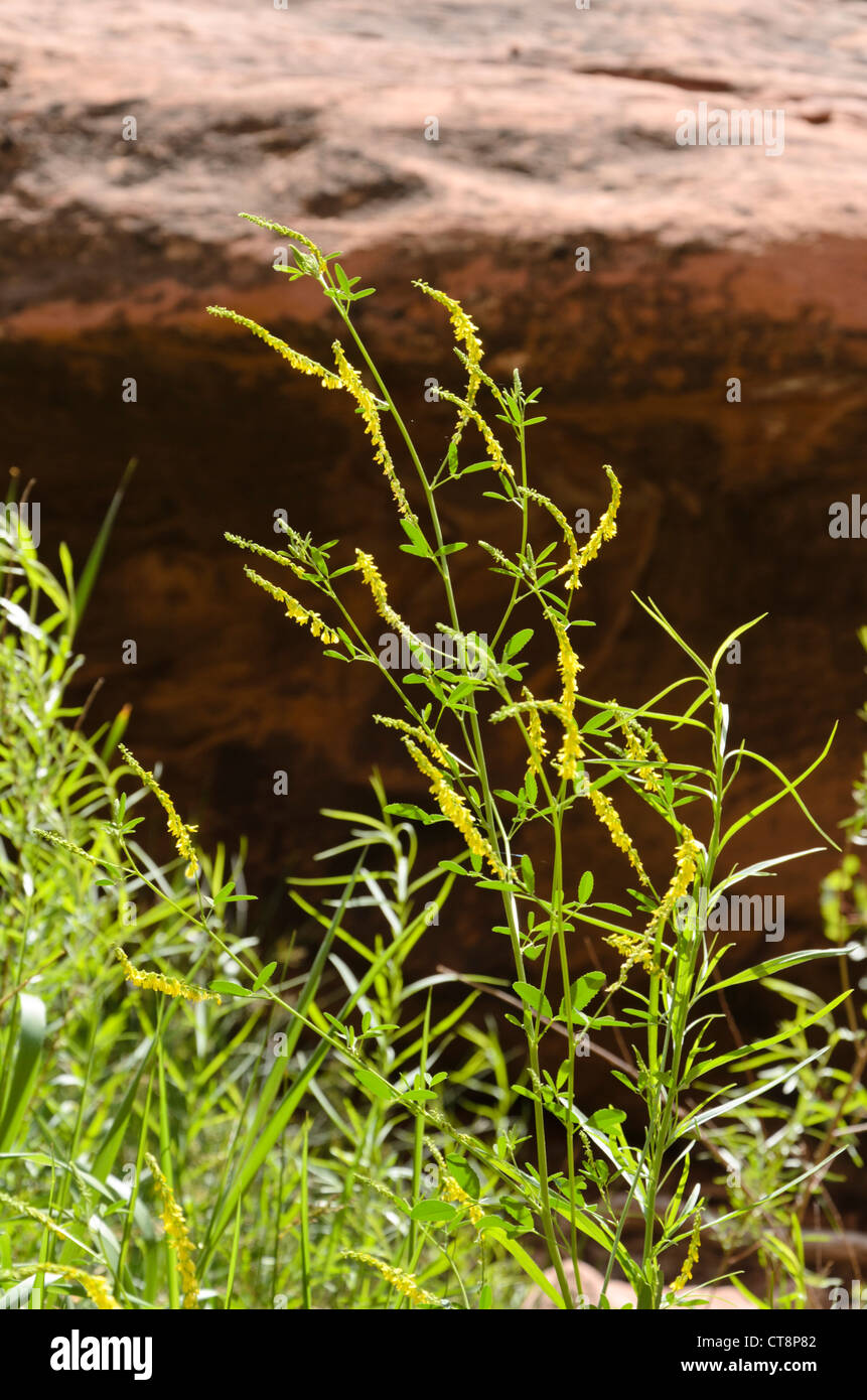 Yellow sweet clover (Melilotus officinalis Stock Photo - Alamy