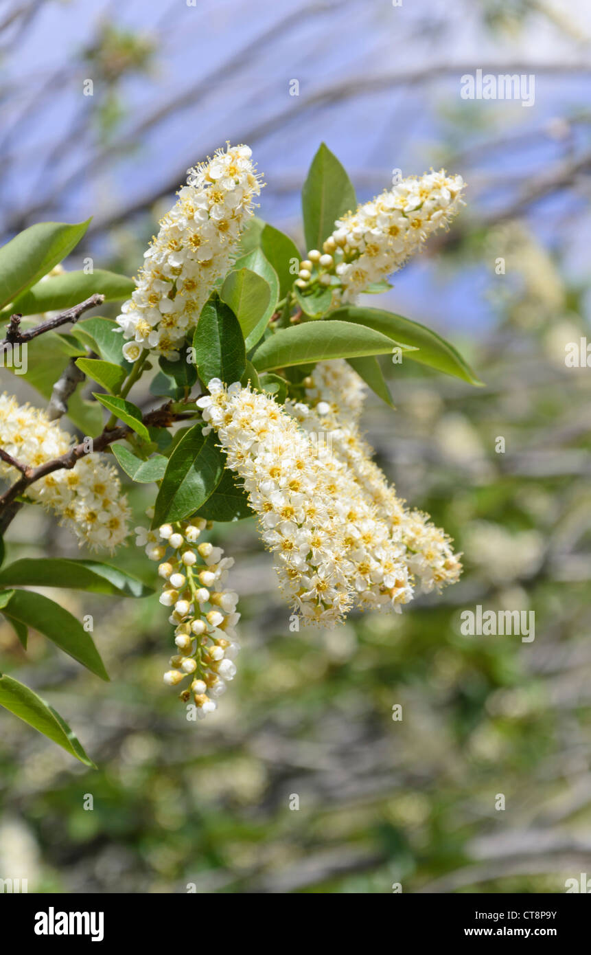 Prunus virginiana hi-res stock photography and images - Alamy