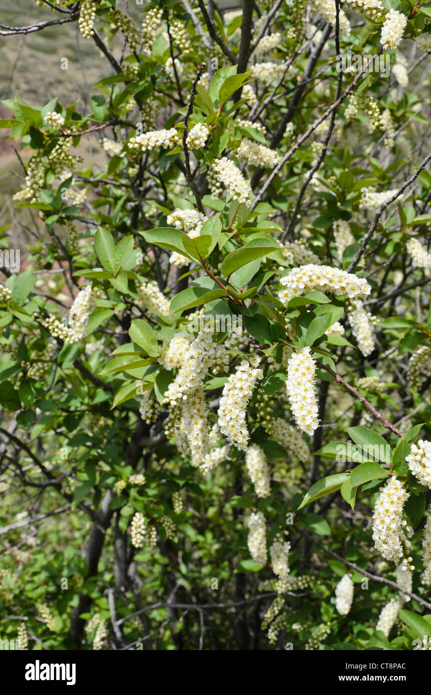Prunus virginiana hi-res stock photography and images - Alamy
