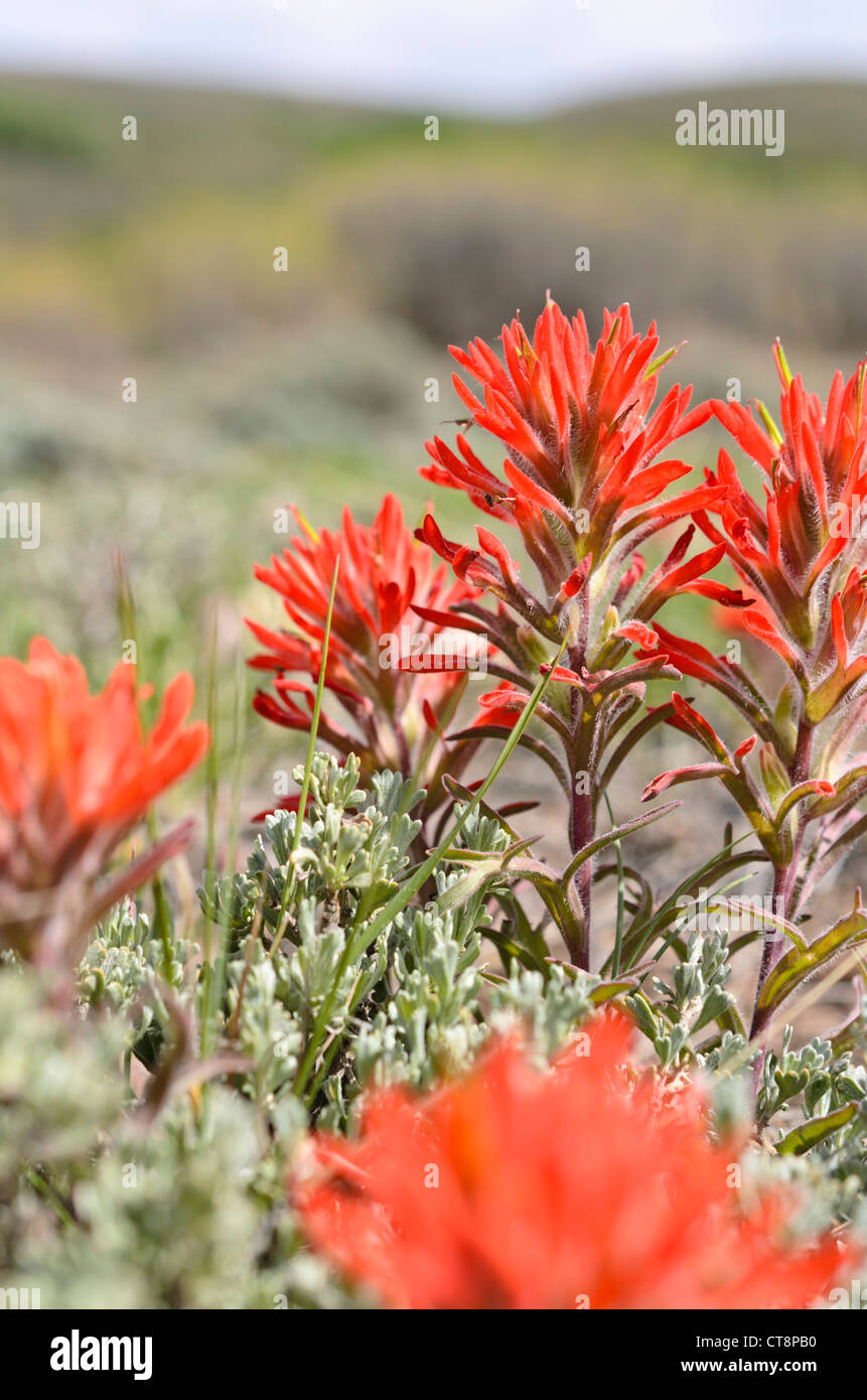 Indian paintbrush (Castilleja Stock Photo - Alamy Indian paintbrush (Castilleja Stock Photo - Alamy