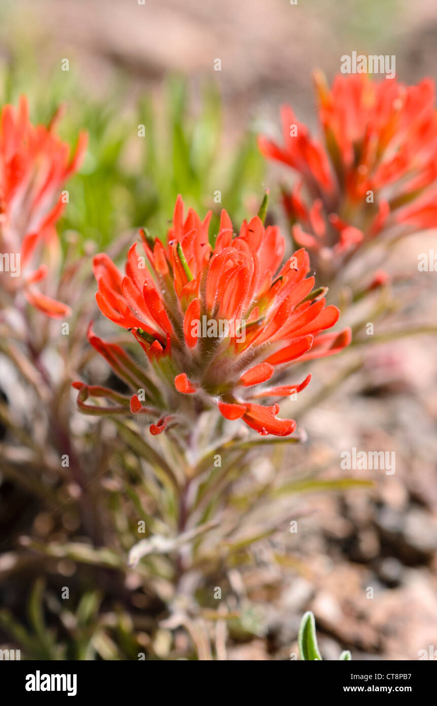 Indian paintbrush (Castilleja Stock Photo - Alamy