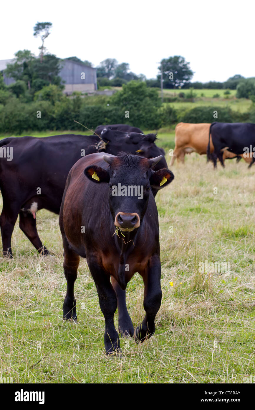 English cow grazing in the countryside Stock Photo - Alamy
