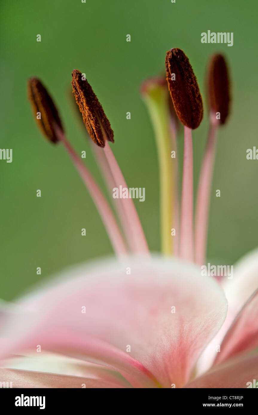 Open lilium hi-res stock photography and images - Alamy