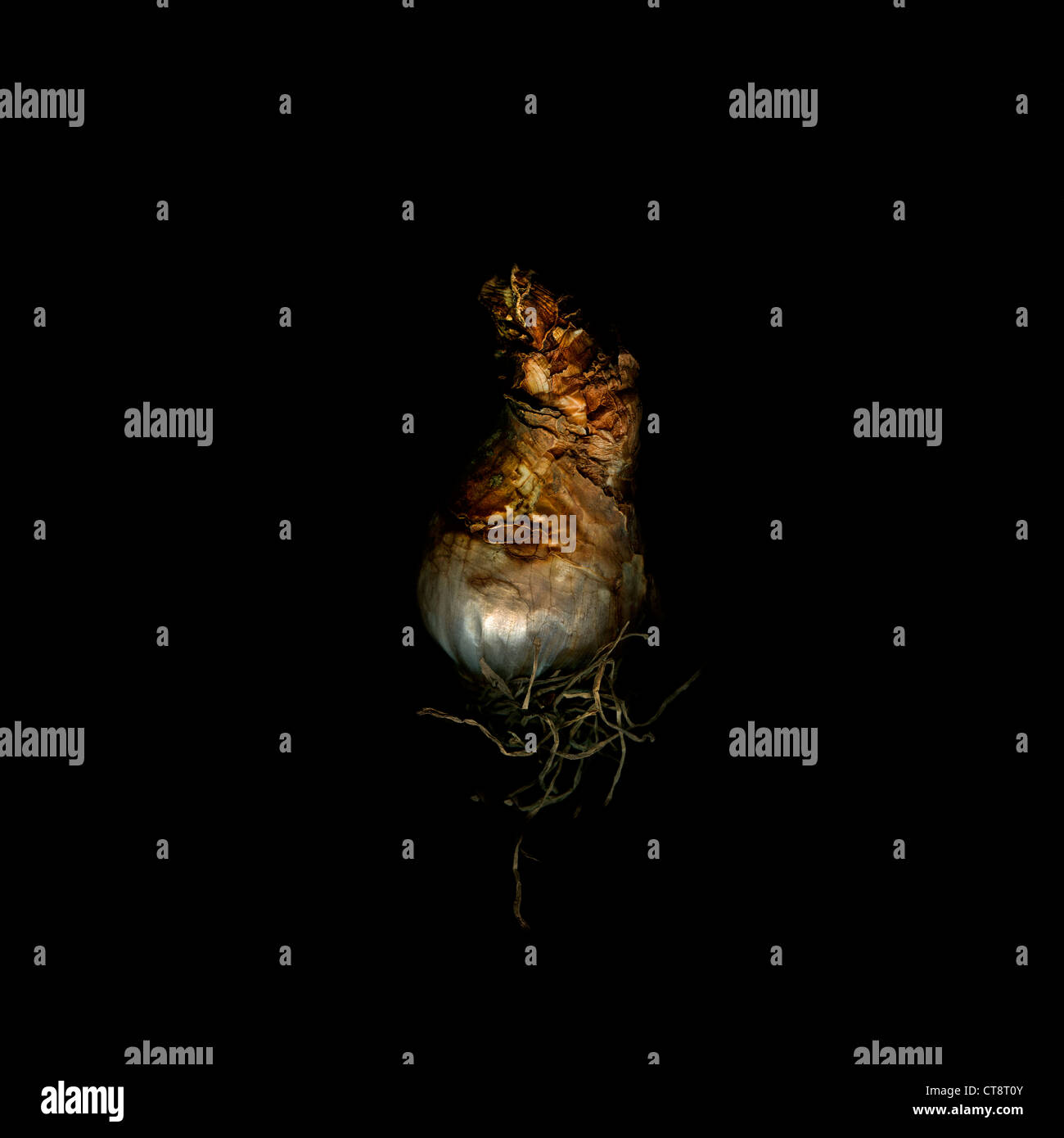Strange daffodil hi-res stock photography and images - Alamy