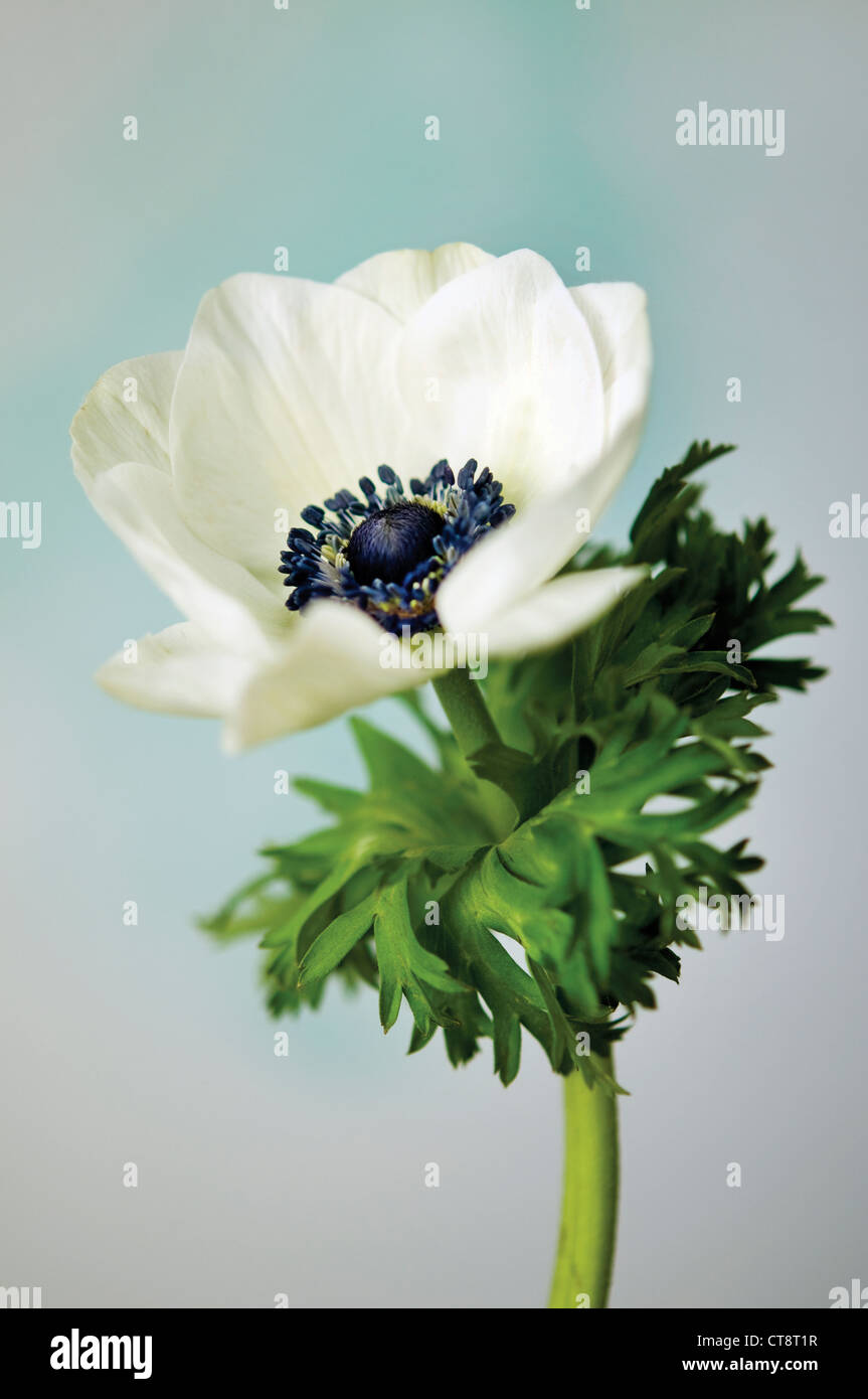 Large anemone flowers hi-res stock photography and images - Alamy