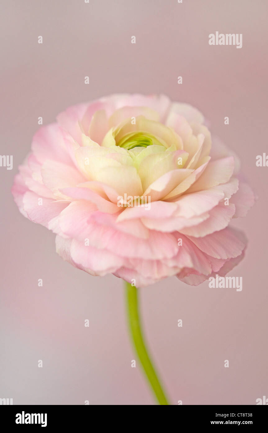 Pale ranunculus hi-res stock photography and images - Alamy