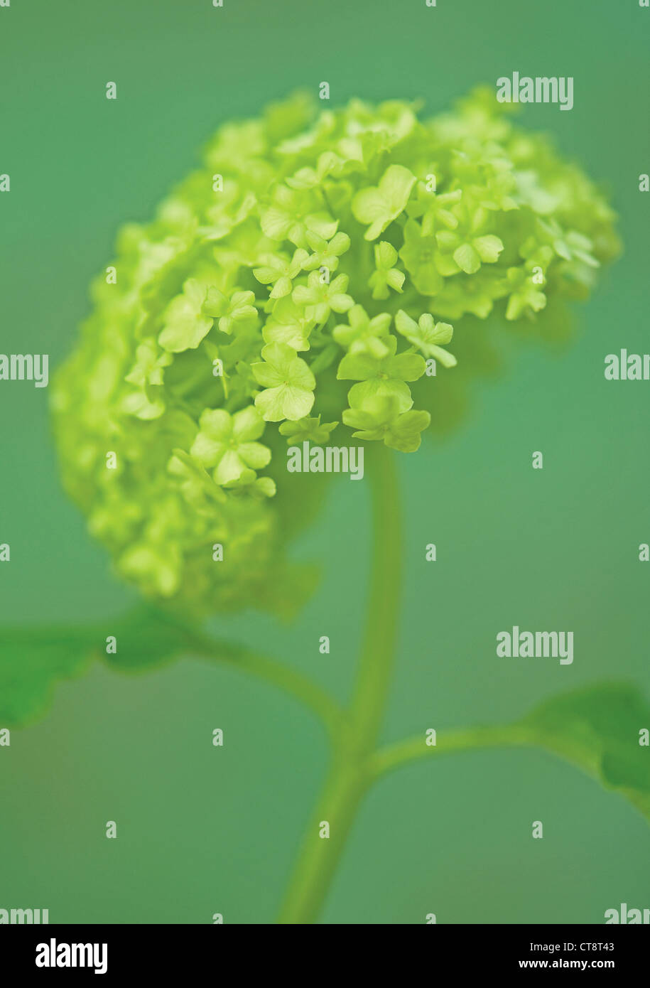 Hydrangea scale hi-res stock photography and images - Alamy