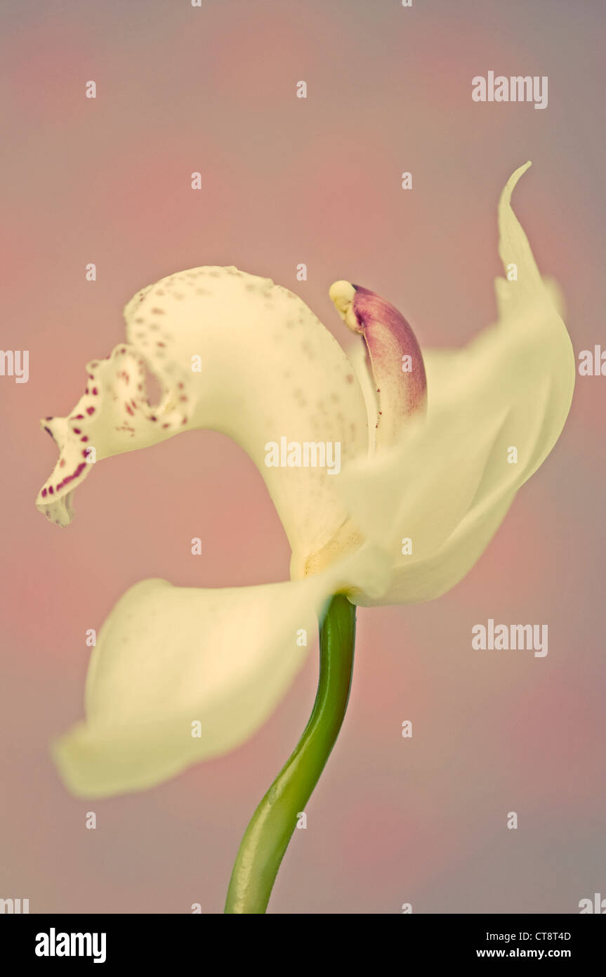 Orchid side view hi-res stock photography and images - Alamy