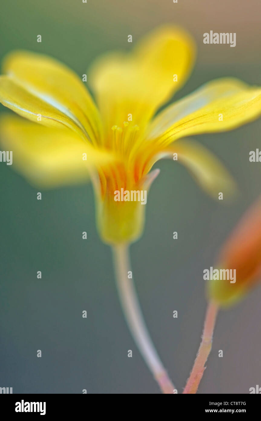 Oxalis siliquosa sunset velvet hi-res stock photography and images - Alamy