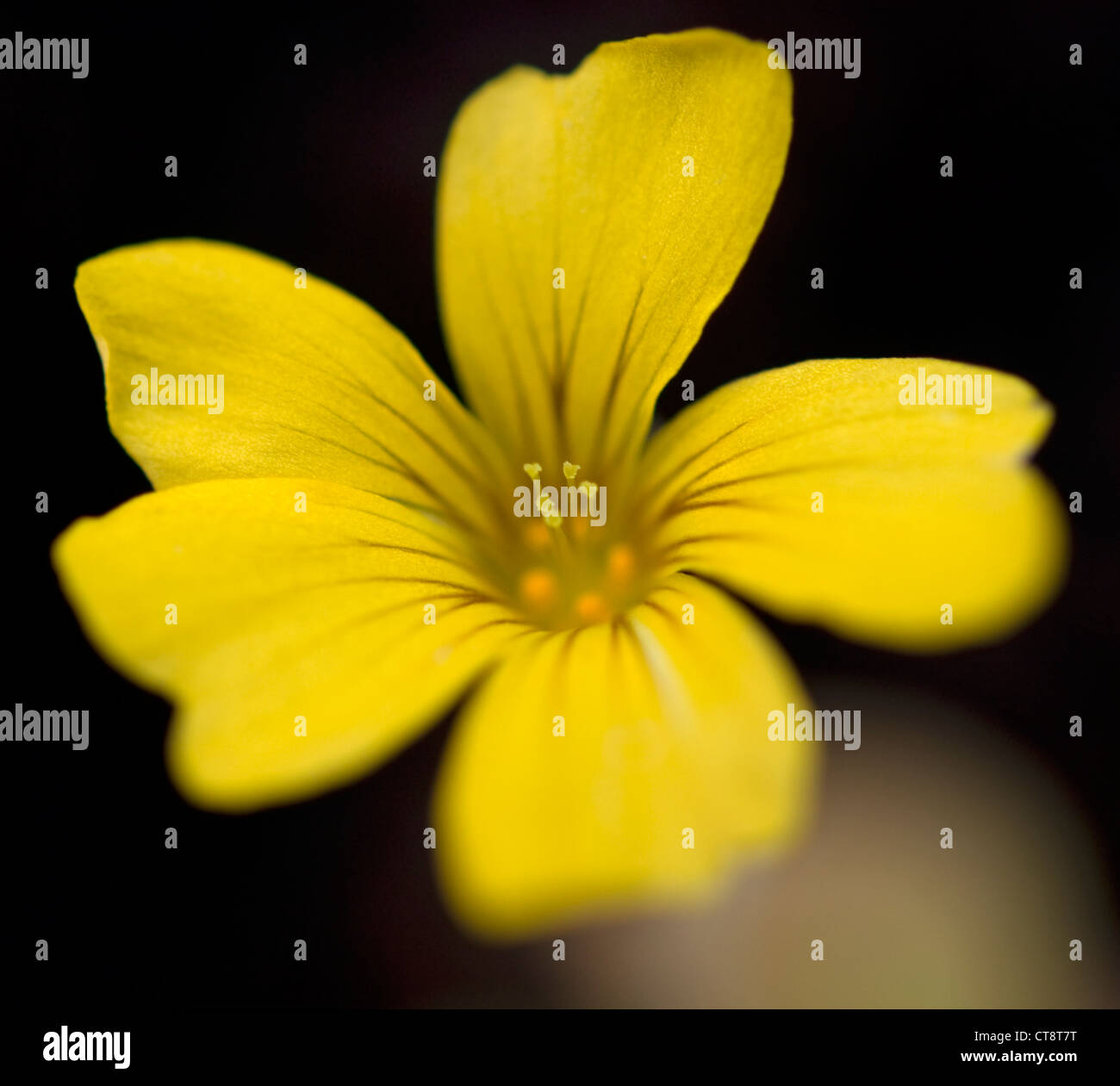 Oxalis siliquosa 'Sunset Velvet', Oxalis Stock Photo - Alamy