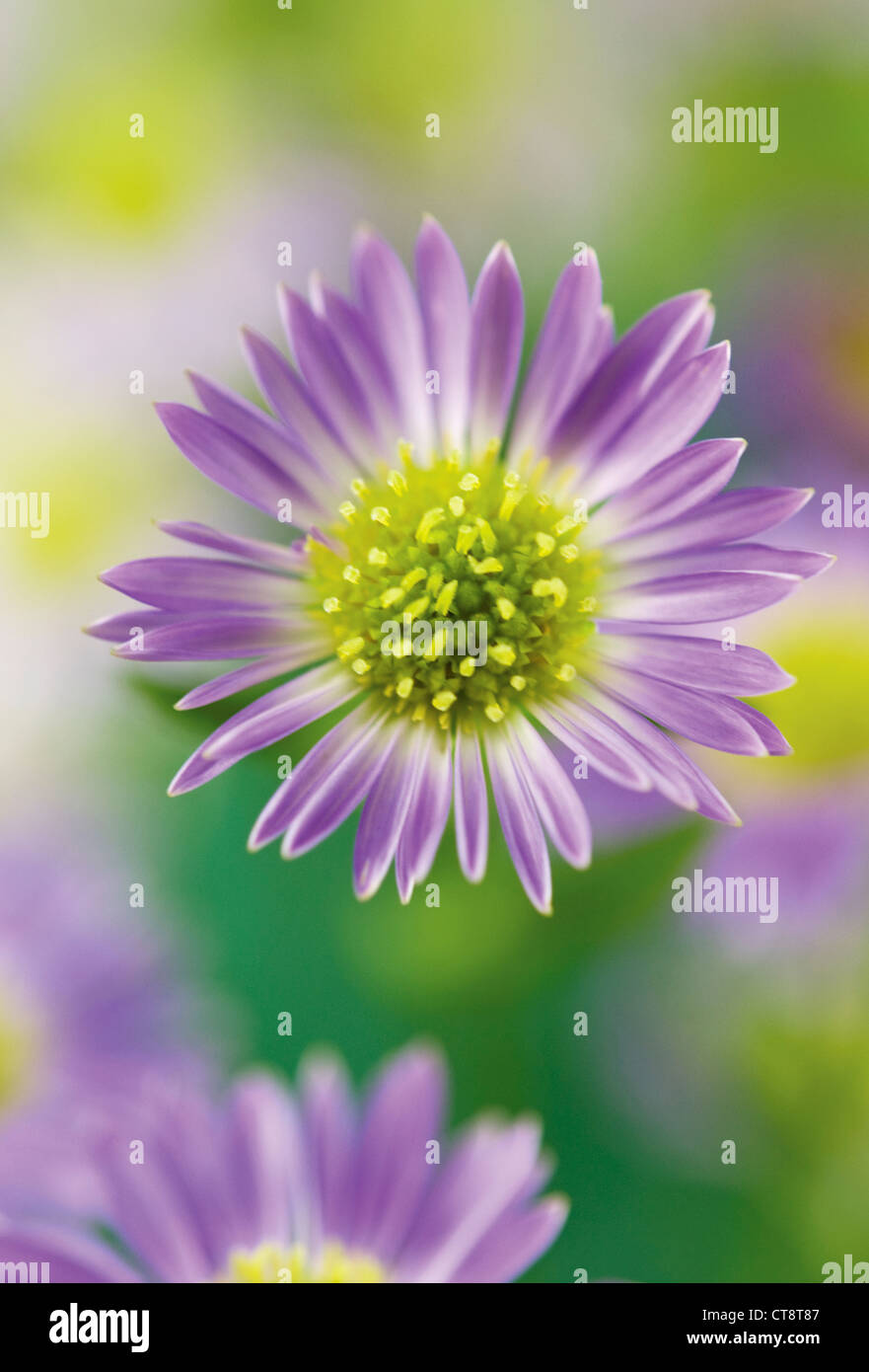 Aster 'Michaelmas daisy', Aster Stock Photo - Alamy