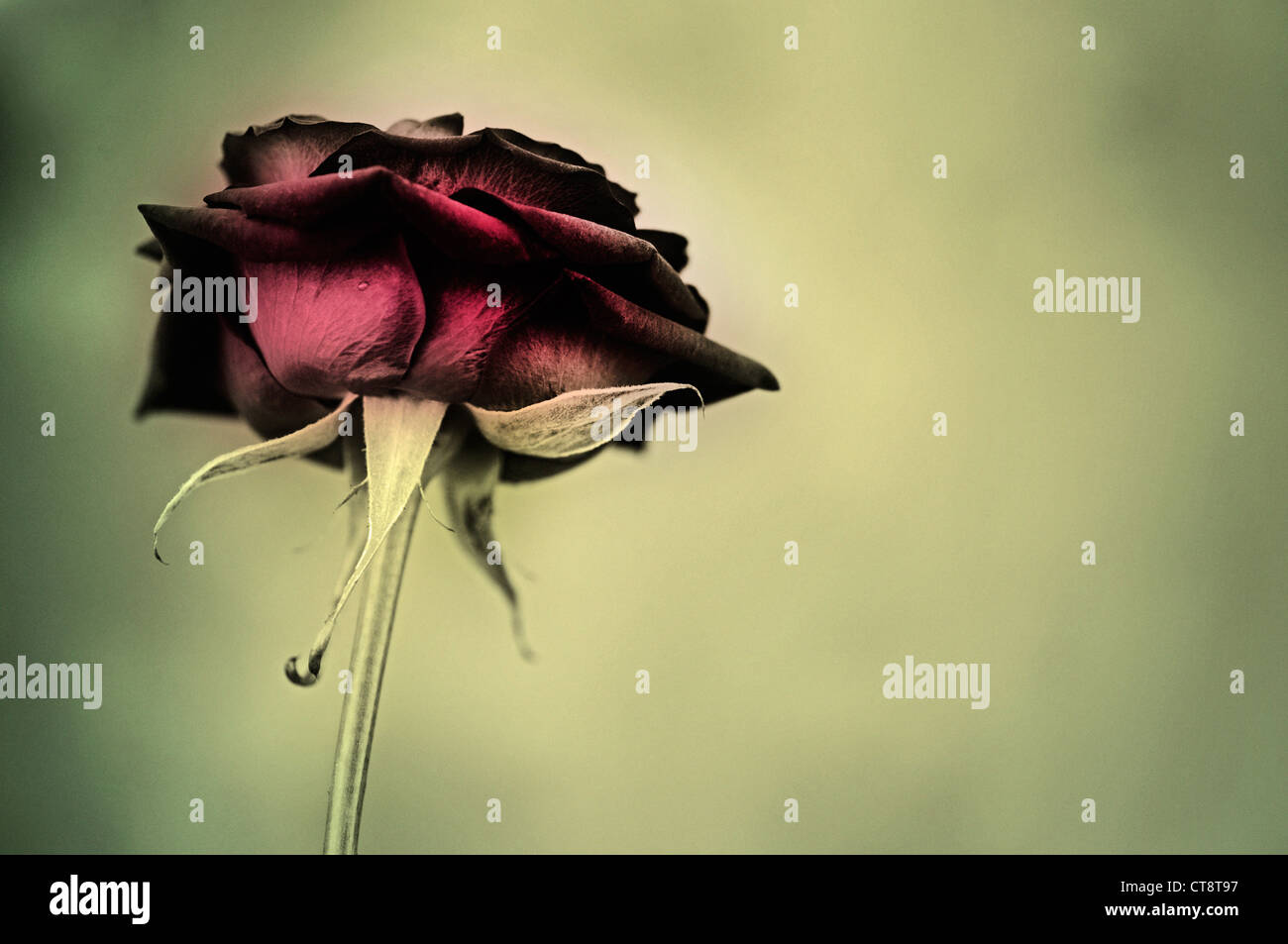 Exciting rose hi-res stock photography and images - Alamy