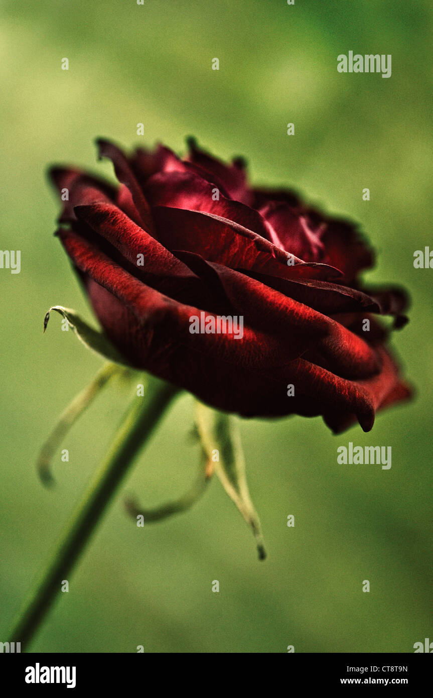 Individual rose hi-res stock photography and images - Alamy