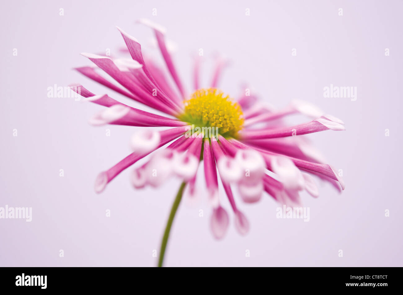 Large scale chrysanthemum flowers hi-res stock photography and images ...