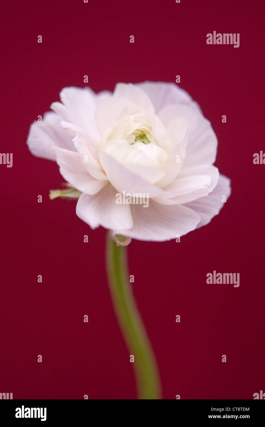 Large ranunculus hi-res stock photography and images - Alamy