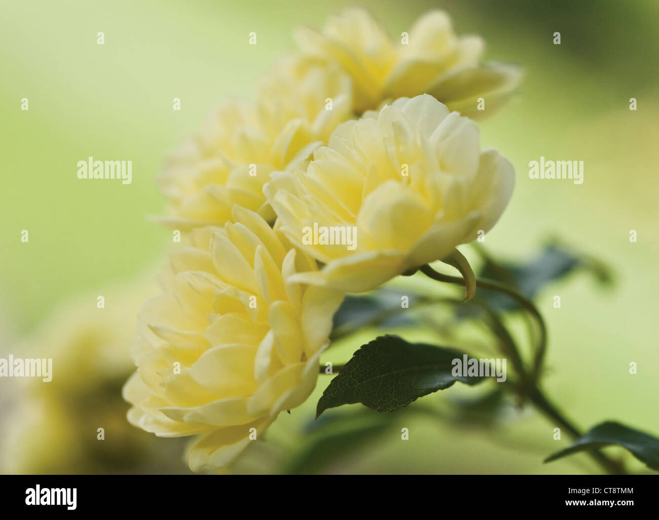 Rosa banksiae lutea, Rose, Yellow banks Stock Photo - Alamy