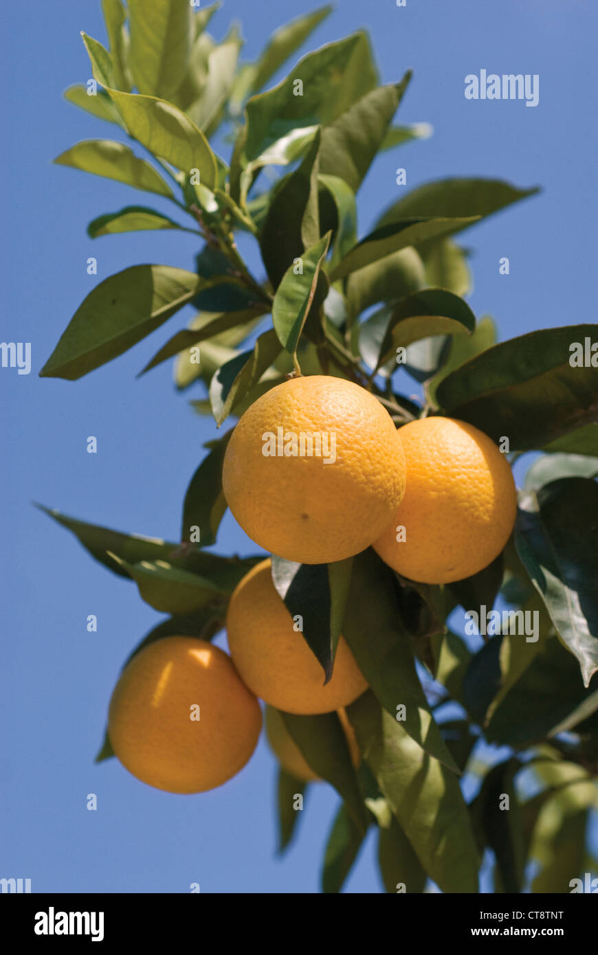 Citrus sinensis, Orange Stock Photo - Alamy