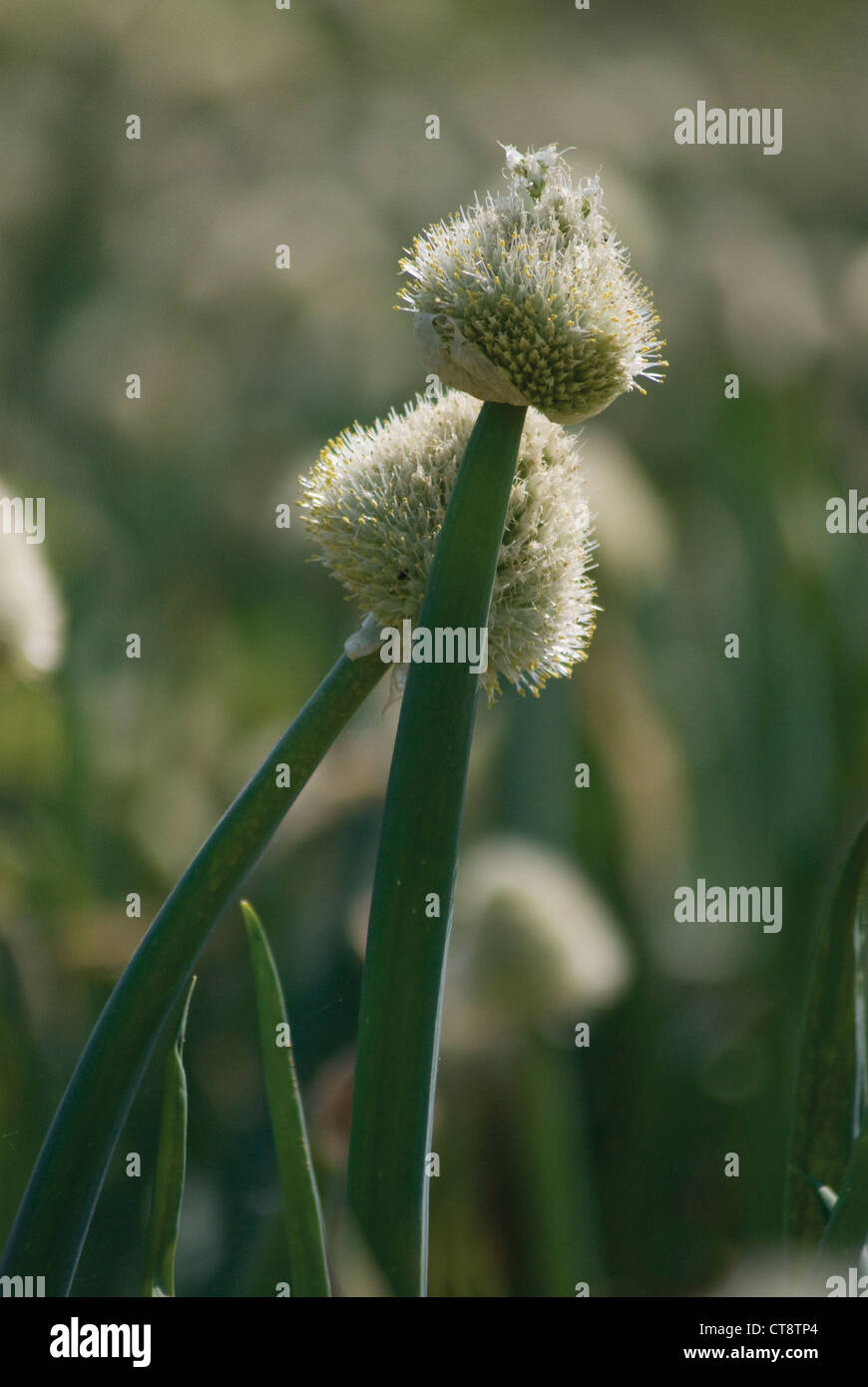 Allium cepa hi-res stock photography and images - Alamy