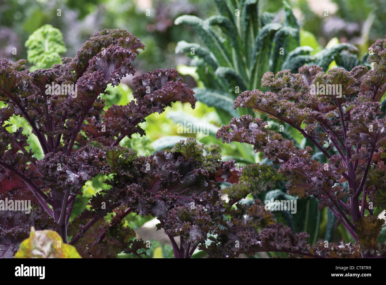 Scarlet kale hi-res stock photography and images - Alamy