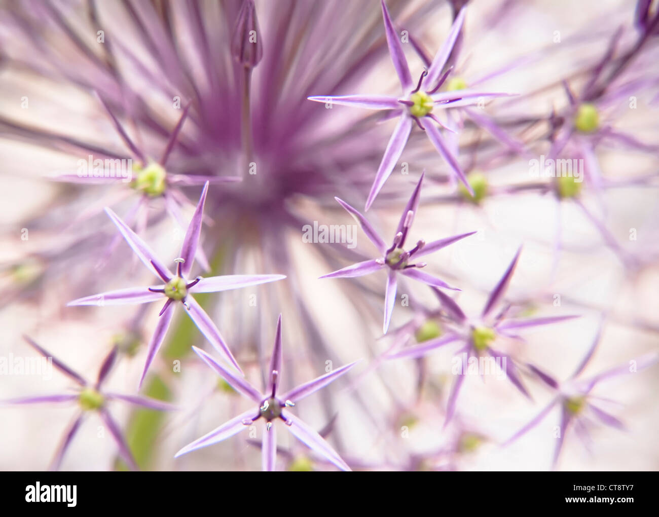 Allium Studio Portrait High Resolution Stock Photography and Images - Alamy