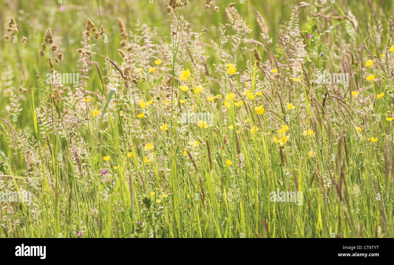 Holcus lanatus, Yorkshire fog grass Stock Photo - Alamy