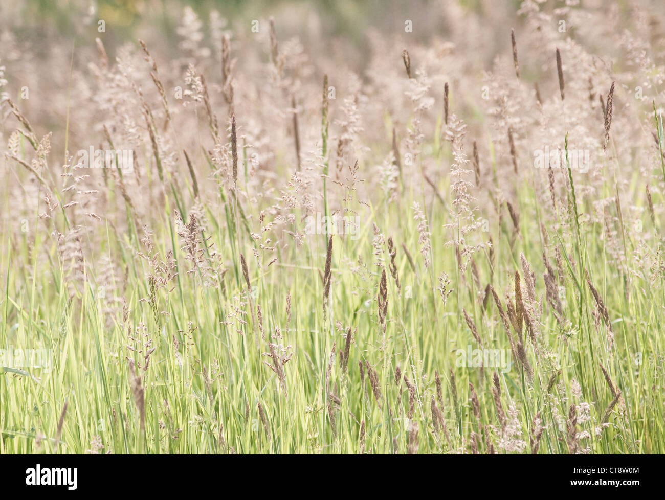 Holcus lanatus, Yorkshire fog grass Stock Photo - Alamy