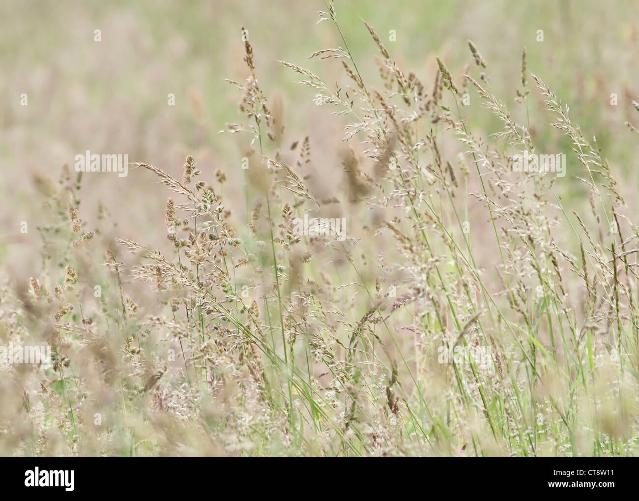 Holcus lanatus, Yorkshire fog grass Stock Photo - Alamy