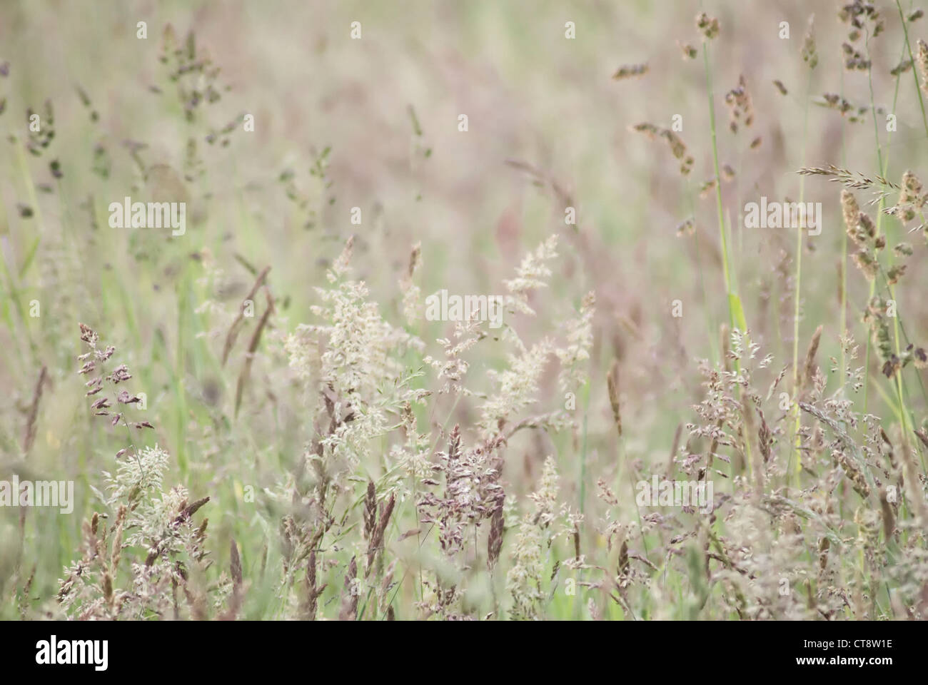Holcus lanatus, Yorkshire fog grass Stock Photo - Alamy