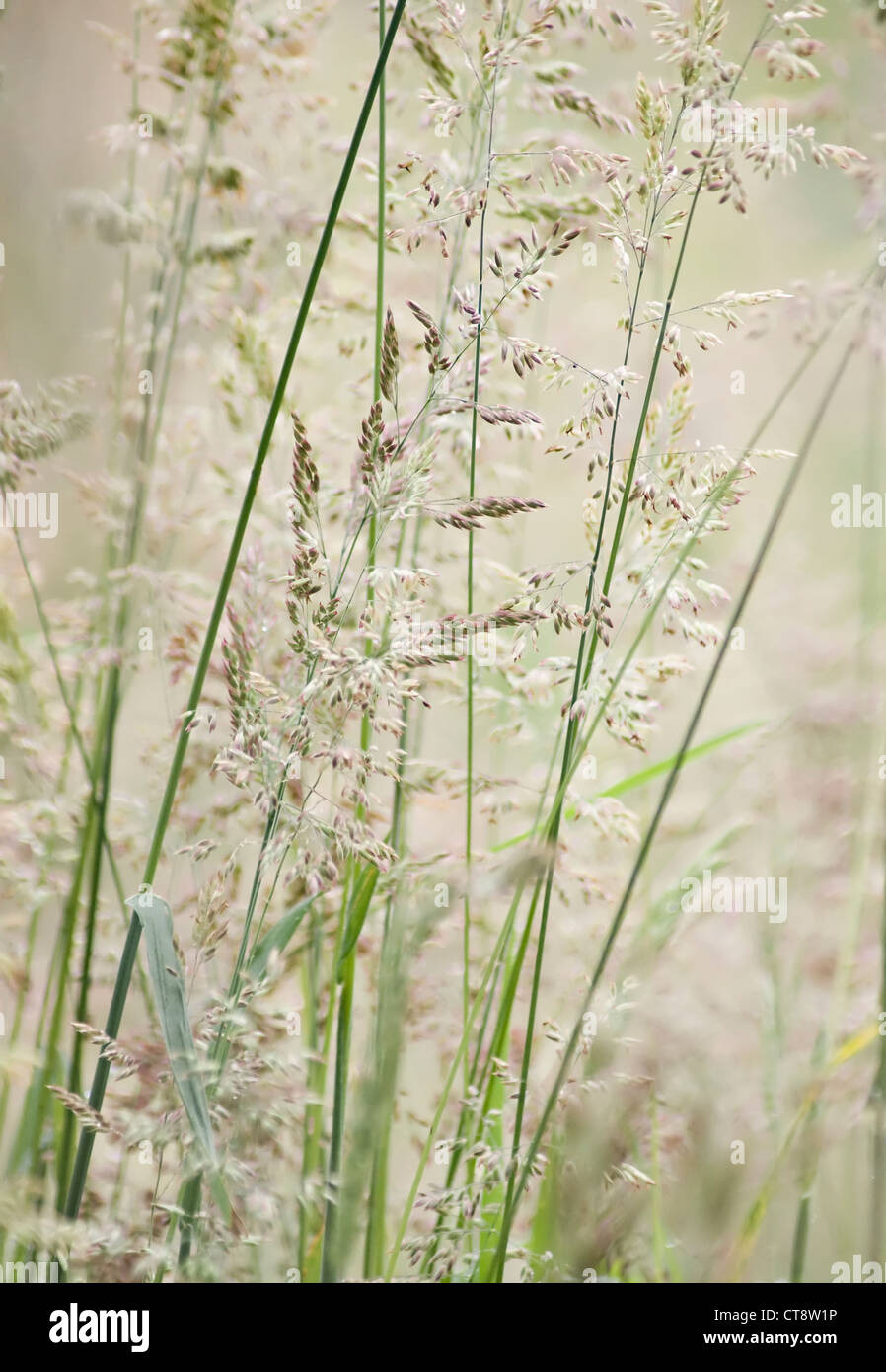 Holcus lanatus yorkshire fog grass hi-res stock photography and images ...