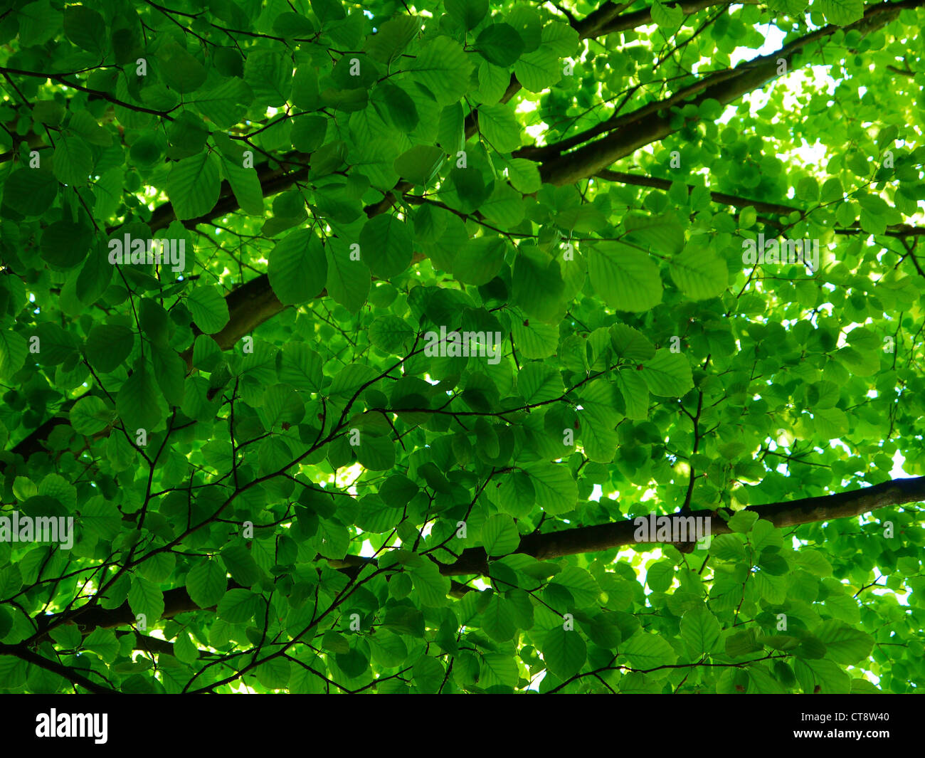 Tree Canopy Pattern Stock Photos & Tree Canopy Pattern Stock Images - Alamy