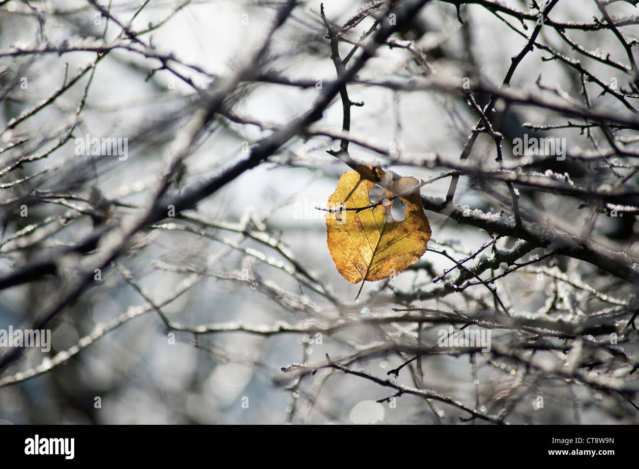 Corylus avellana, Hazel, Cob-nut Stock Photo - Alamy