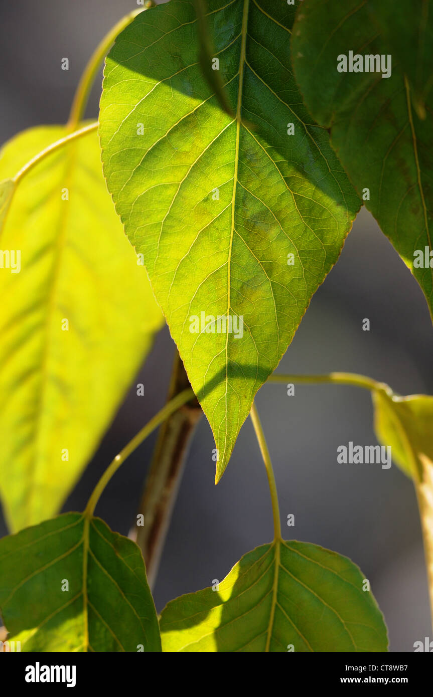 leaves in summer Stock Photo - Alamy