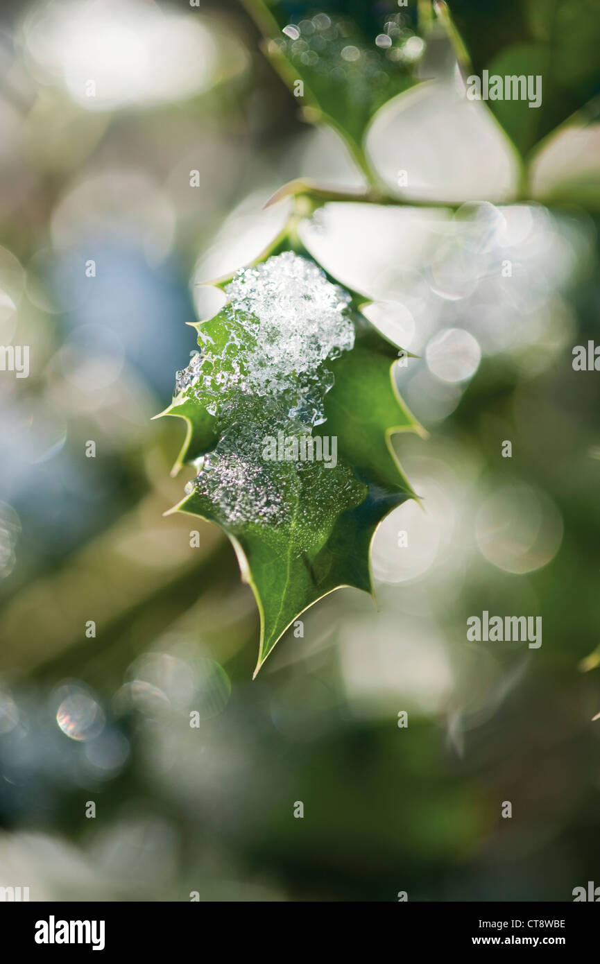 Holly leaves vertical hi-res stock photography and images - Alamy