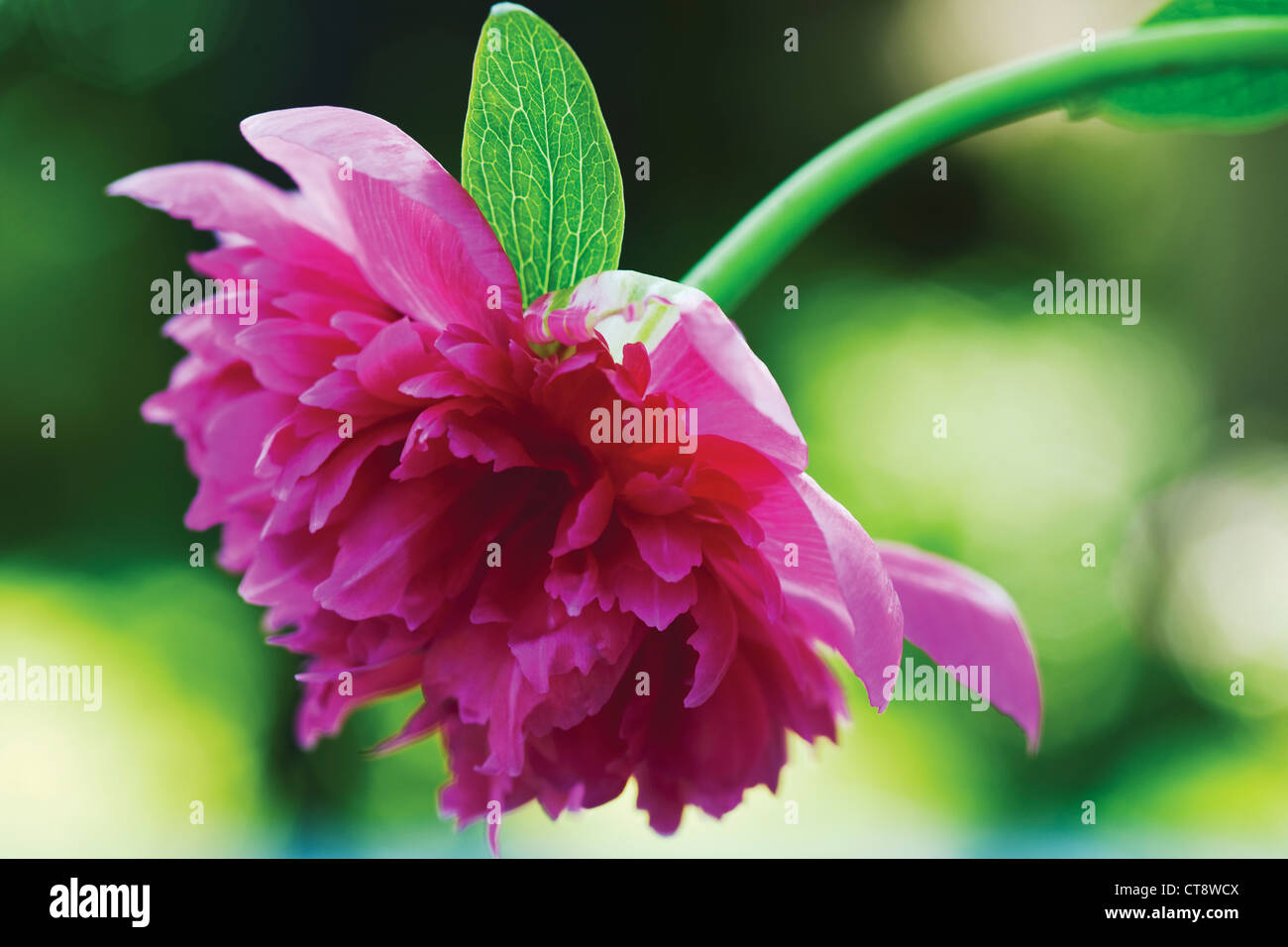 Side view of peony hi-res stock photography and images - Alamy