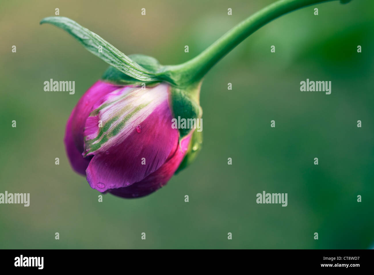 Open and closed peony hi-res stock photography and images - Alamy