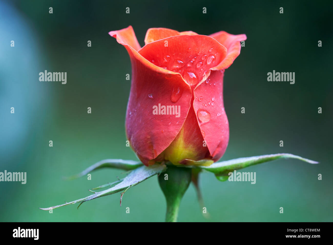 Rosa 'Remember me', Rose Stock Photo - Alamy