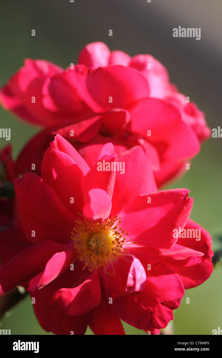 red rose flowering in summer Stock Photo - Alamy