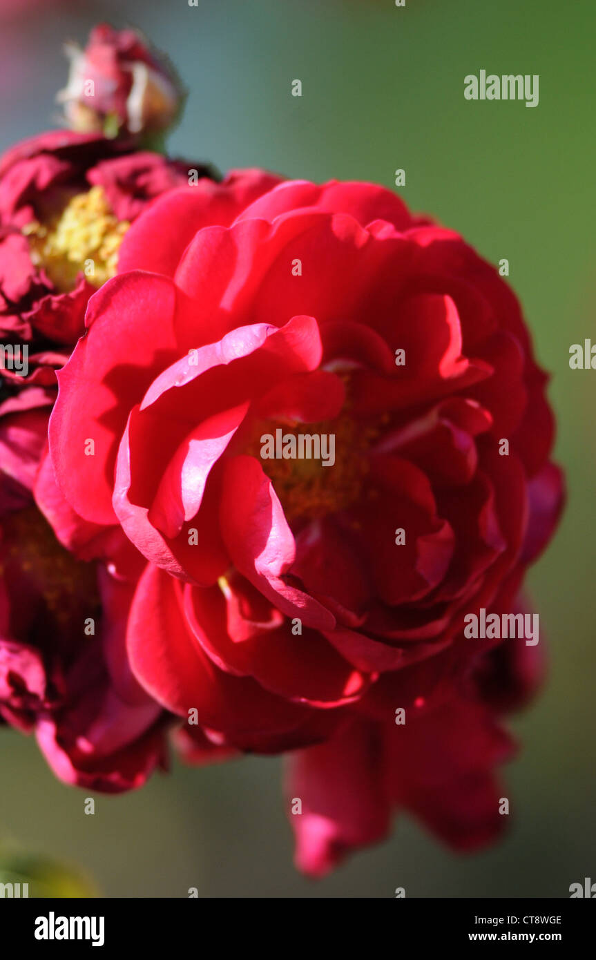red rose flowering in summer Stock Photo - Alamy