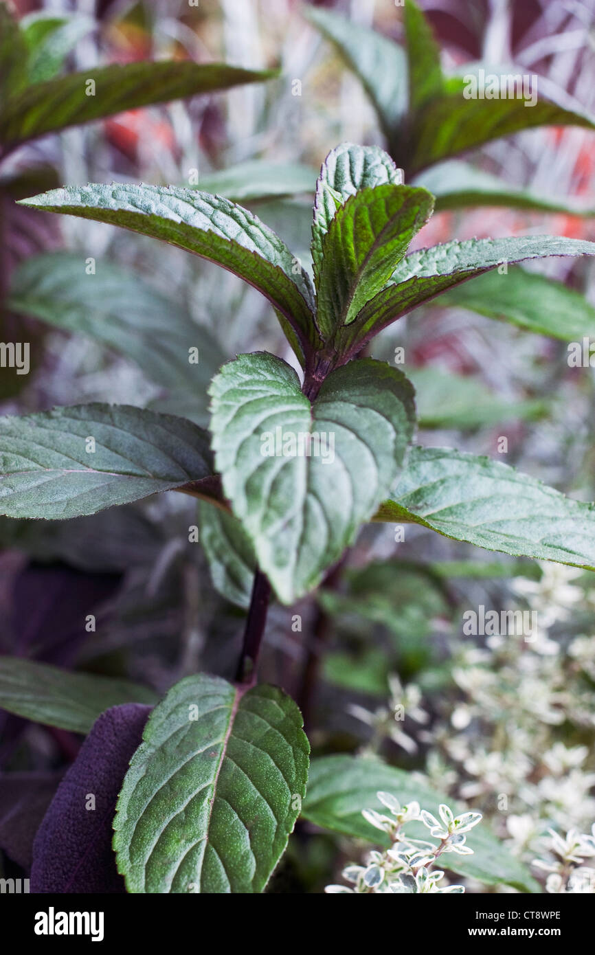 Mentha piperita citrata ‘chocolate’ hi-res stock photography and images ...