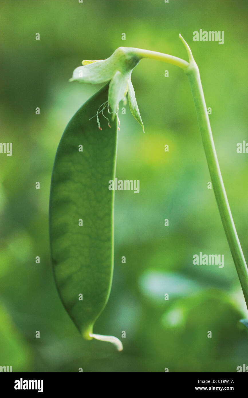 Pisum sativum, Pea Stock Photo - Alamy